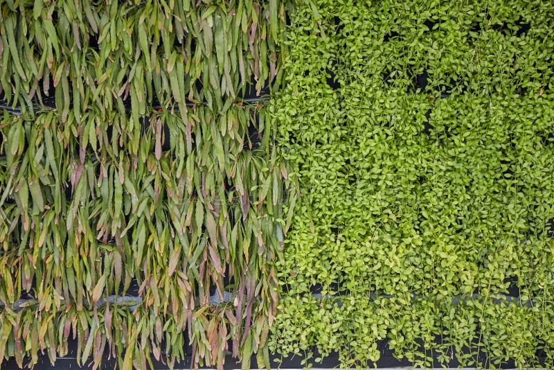 10,102 Vertical Garden Wall Texture Stock Photos - Free & Royalty-Free ...