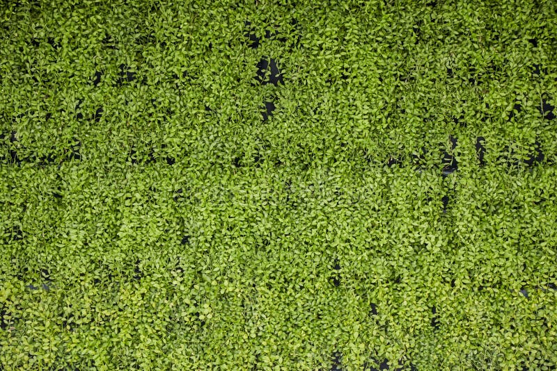 Vertical garden wall stock image. Image of detail, flora - 134215217
