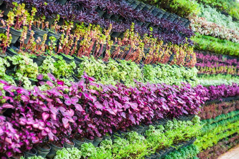 Vertical garden walls stock photo. Image of fresh, gardening - 88030068