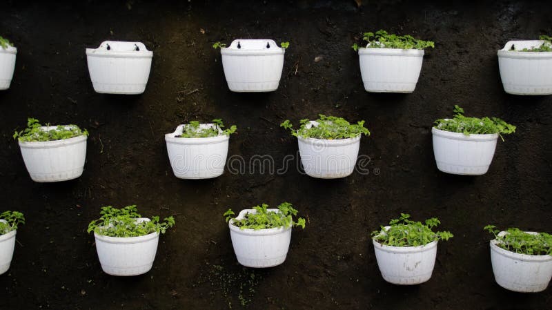Vertical Garden with White Pots on Dark Wall Background in Outdoor ...