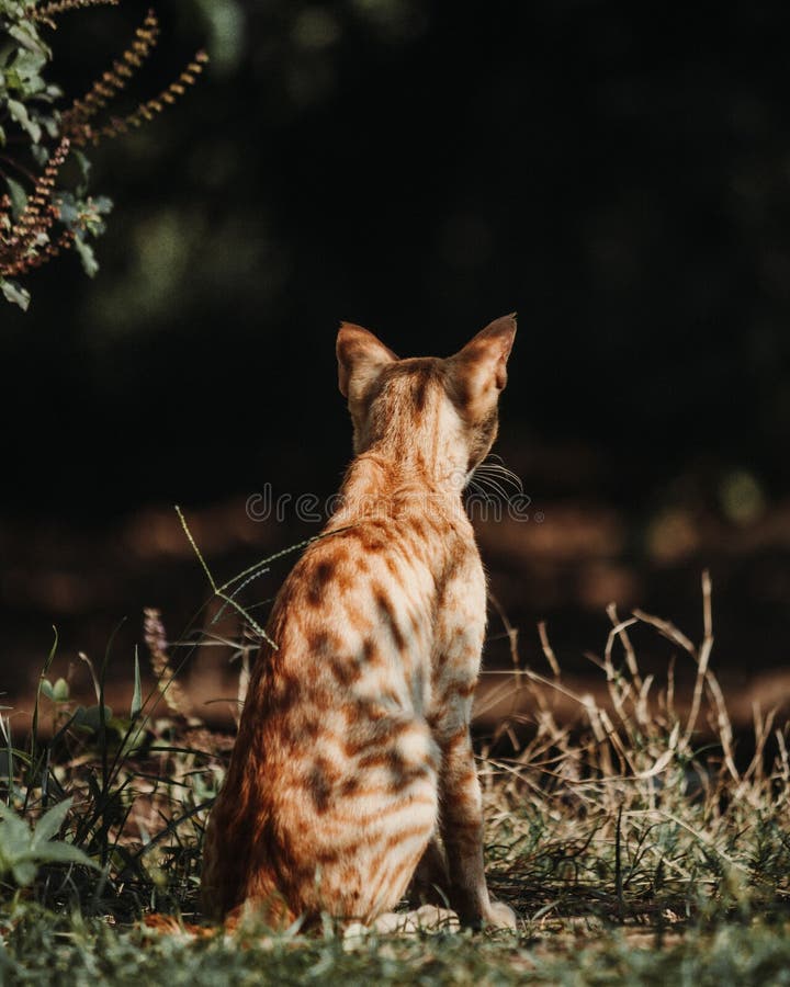 Vertical of a Ginger, Orange Cat Looking into the Forest Captured from ...