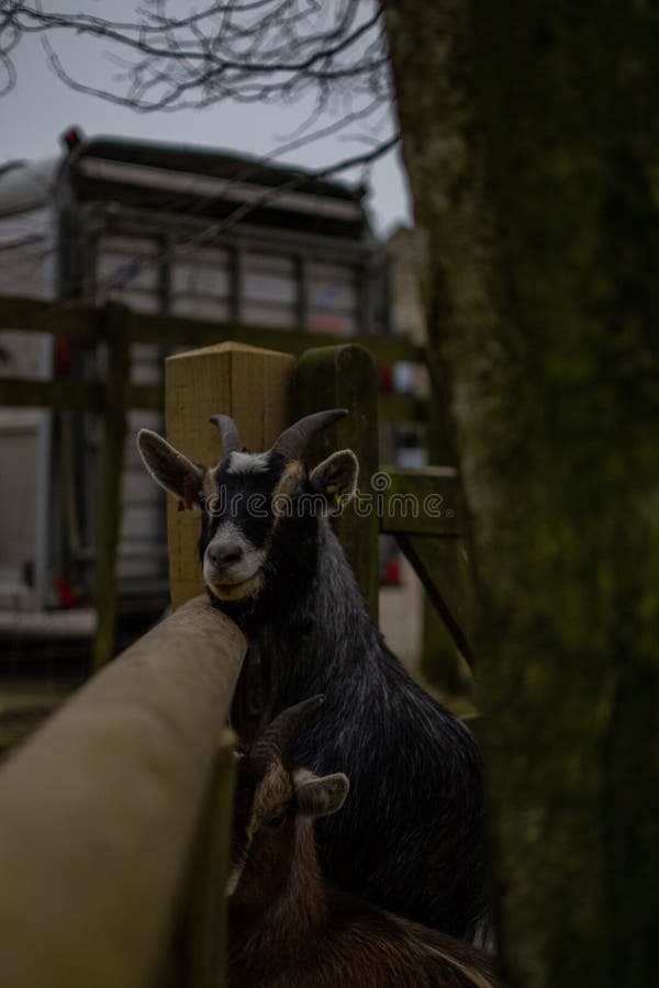 Vertical of a Goat Leaning His Head on the Pole. Stock Image - Image of ...