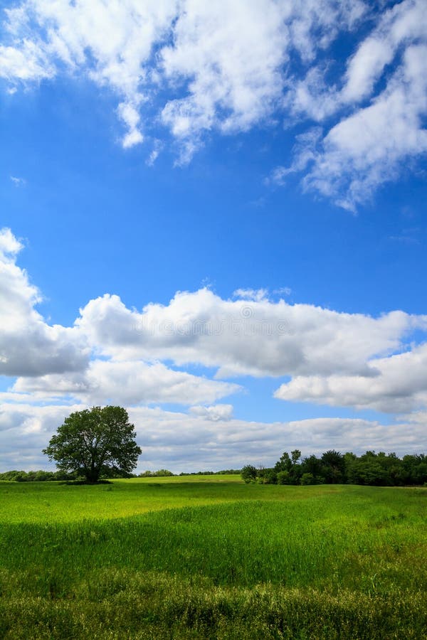 Vertical Grassland Field stock image. Image of freedom - 65865971