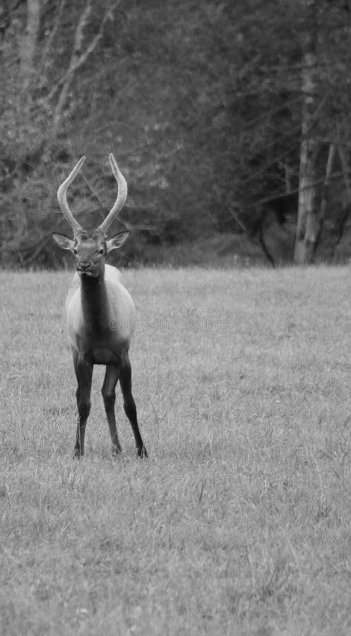 Vertical Grayscale of a Deer Standing in a Field with the Trees in the ...