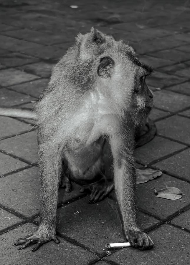Vertical Grayscale of a Forest Monkey Standing on the Paving Stones ...