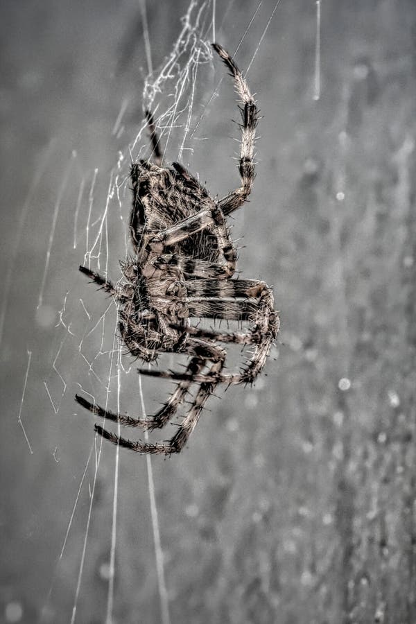 Vertical Grayscale of a Garden Spider on the Cobweb Stock Image - Image ...