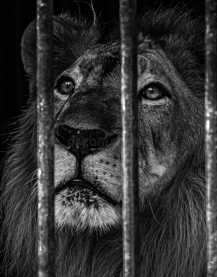Vertical Grayscale of a Lion S Head Behind a Cage Stock Image - Image ...