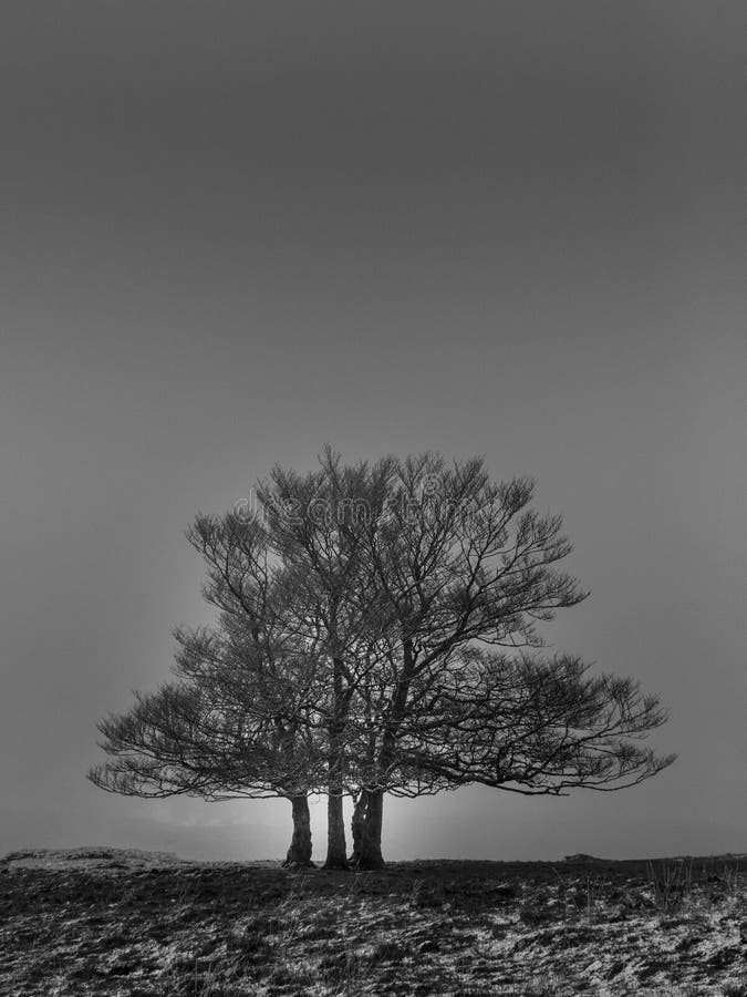 Vertical Grayscale of a Lone Old Tree with Thick Leaves Covering Its ...