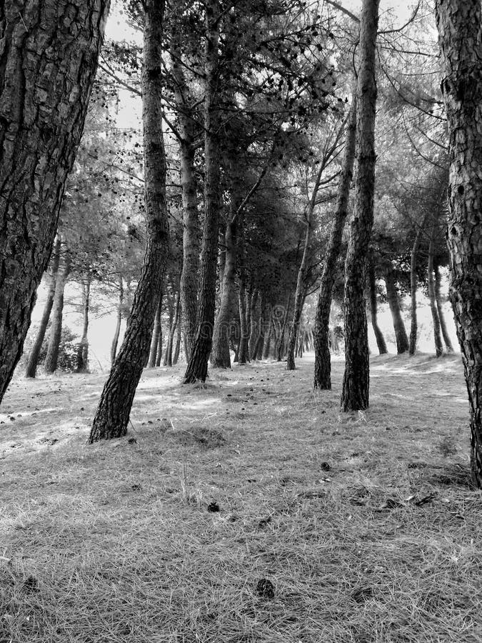 Vertical Grayscale of a Pathway in the Forest Stock Photo - Image of ...