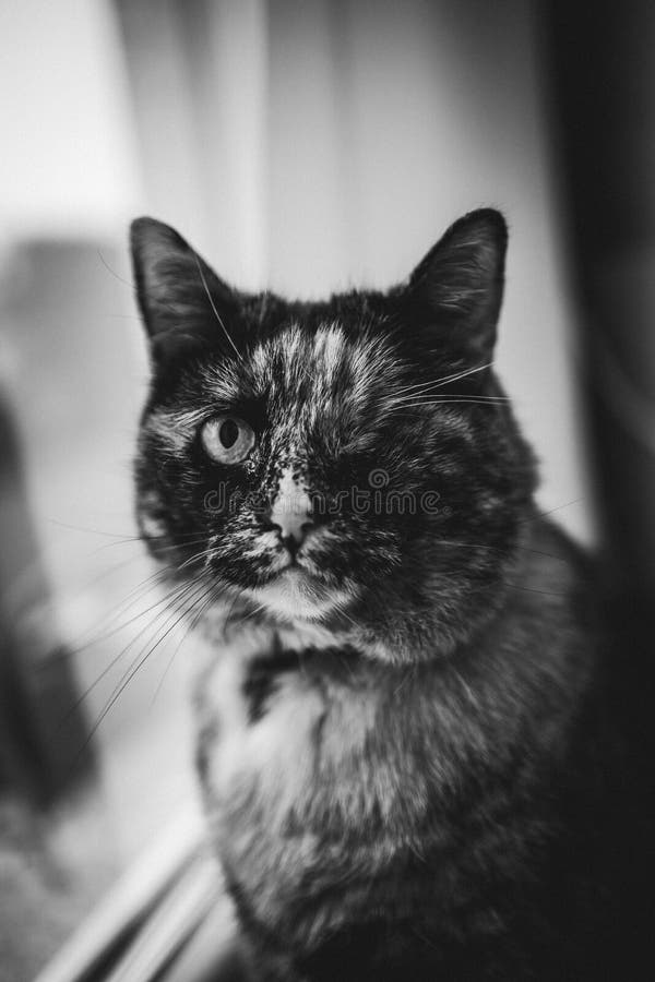 Vertical Grayscale Portrait of a Cat Stock Image - Image of cute, small ...