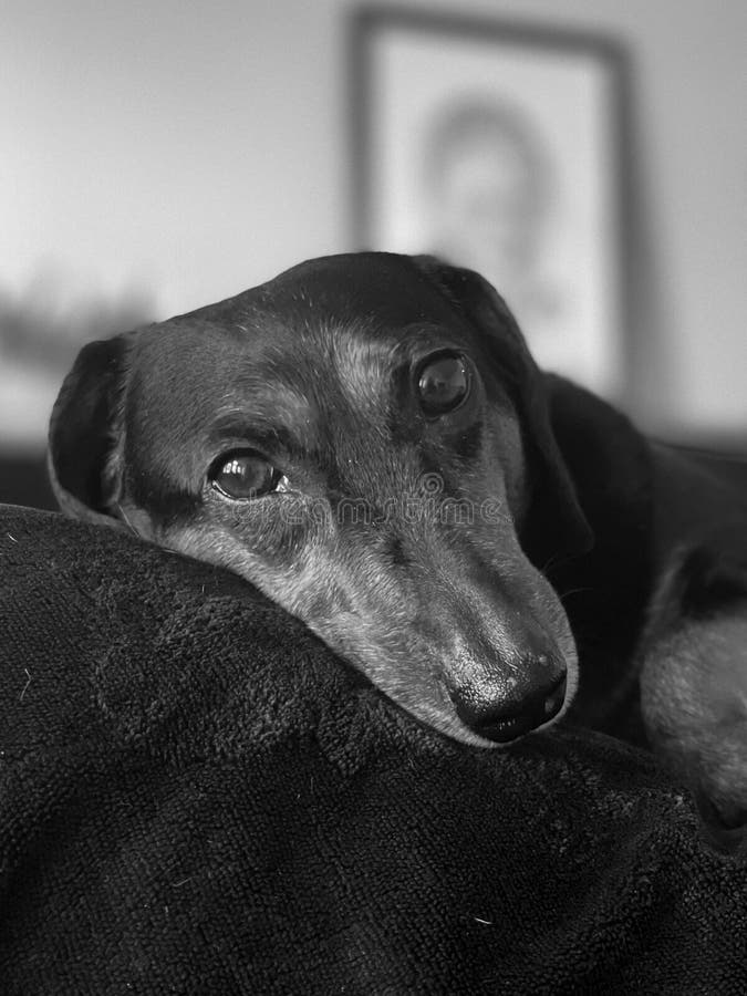 Vertical Grayscale Portrait of a Dachsund Dog Laying on the Bed Stock ...