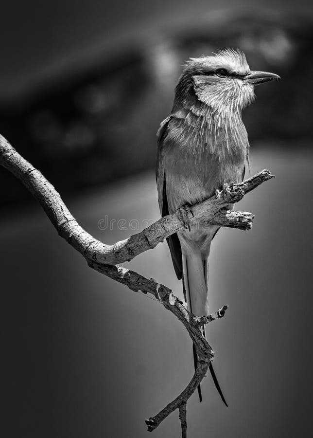 Vertical Grayscale of a Purple Roller Bird Perched on a Branch Stock ...
