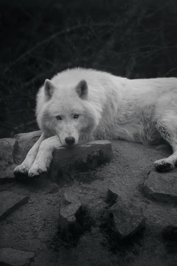 Vertical Grayscale Shot of Arctic Wolf Stock Photo - Image of creature ... Vertical Grayscale Shot of Arctic Wolf Stock Photo - Image of creature ...