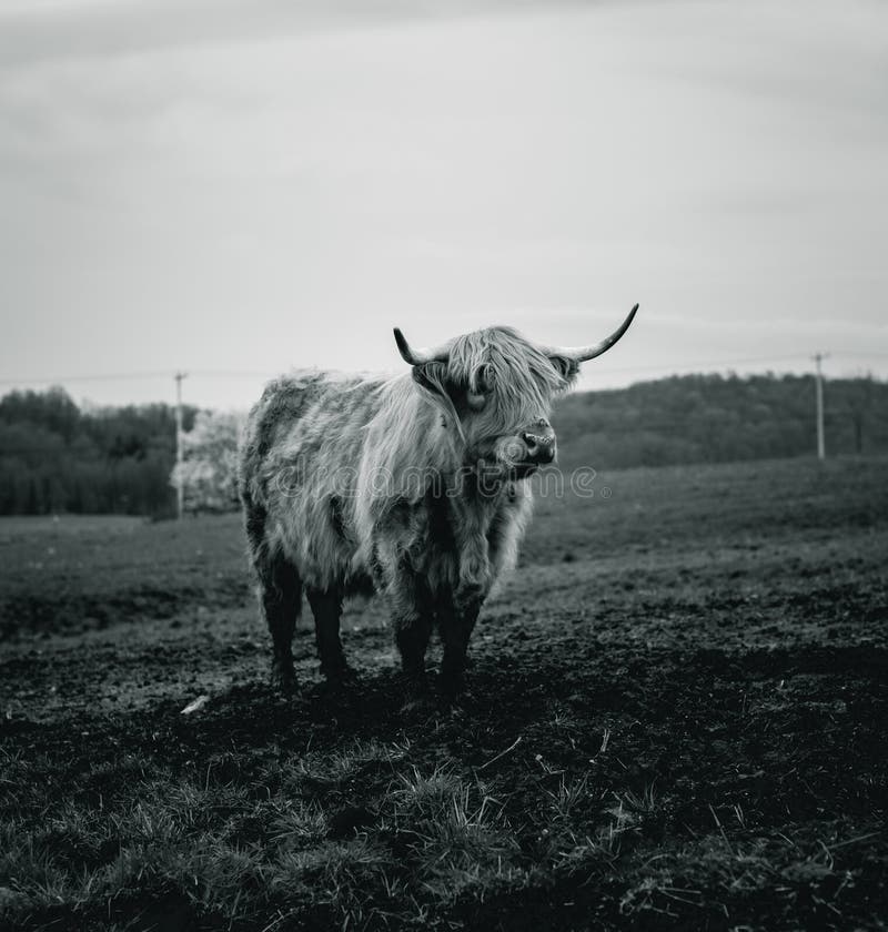 Vertical Grayscale Shot of a Bull on a Green Field Outdoors Stock Image ...