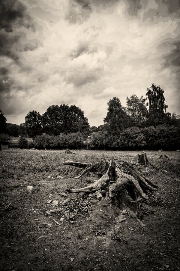 Vertical Grayscale Shot of Cut Tree Roots in a Field Stock Photo ...