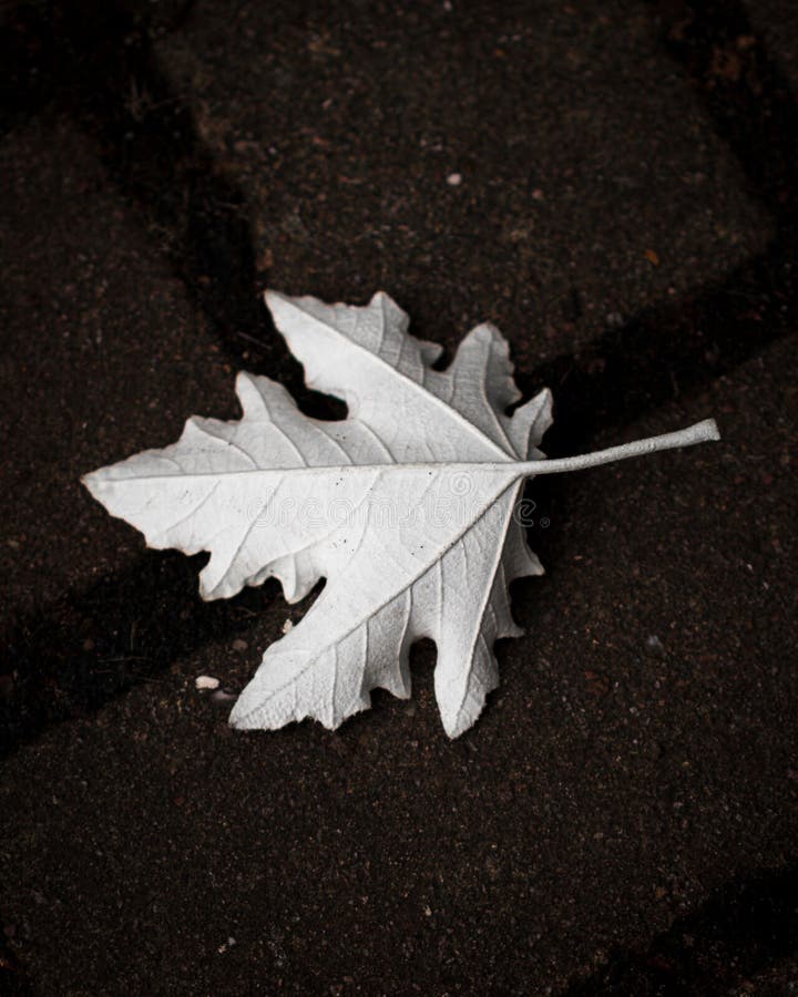 Vertical Grayscale Shot of a Fallen Leaf on a Ground Stock Image ...