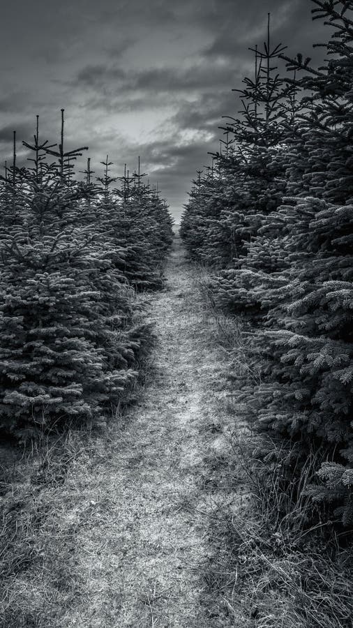 Vertical Grayscale Shot of a Forest with Many Fir Trees Stock Photo ...