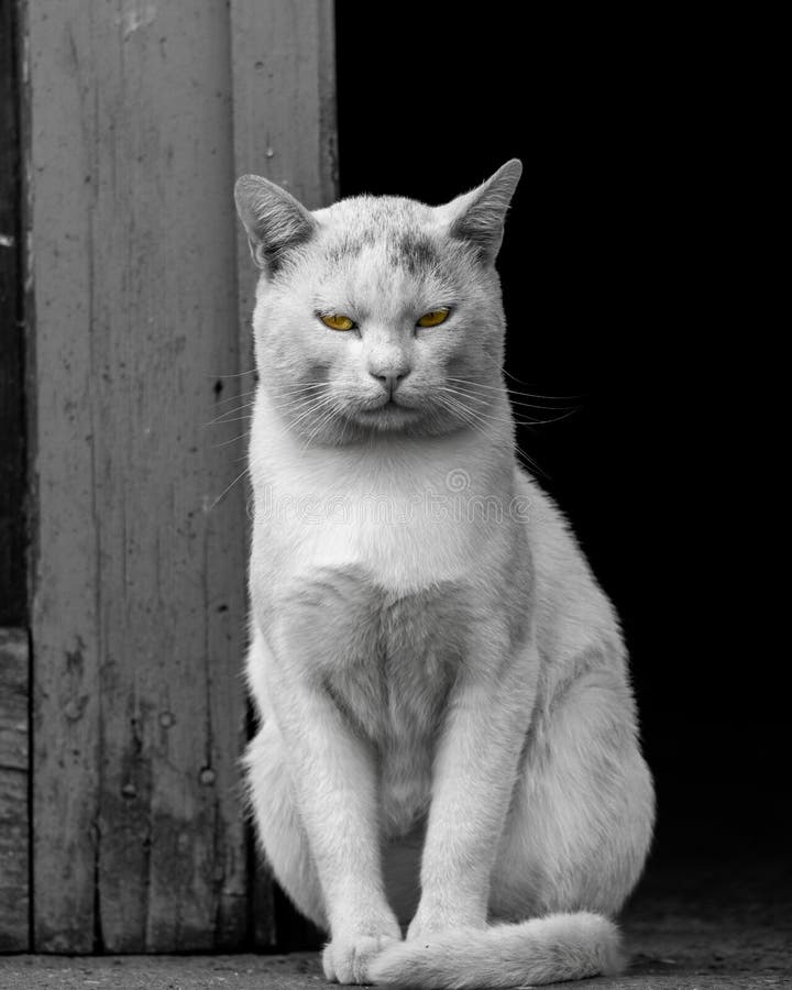 Vertical Grayscale Shot of a Grumpy White Cat Stock Image - Image of ...
