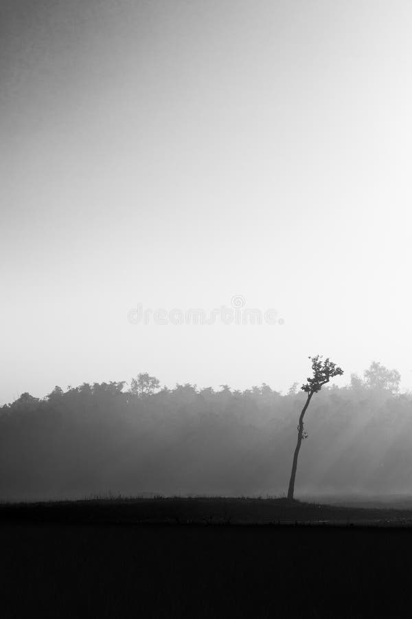 Vertical Grayscale Shot of a Landscape with Trees Stock Photo - Image ...