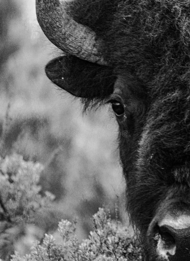 Vertical Grayscale Shot of a Large Bison Head Stock Photo - Image of ...