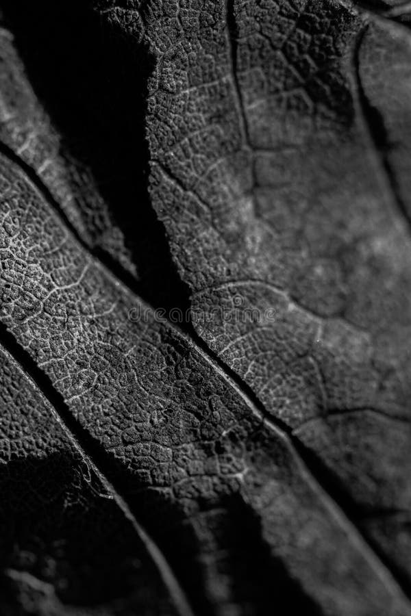 Vertical Grayscale Shot of a Leaf Texture Stock Illustration ...