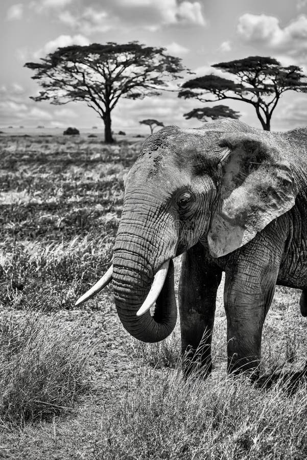 A Vertical Grayscale Shot of a Lonely Elephant Stock Photo - Image of ...