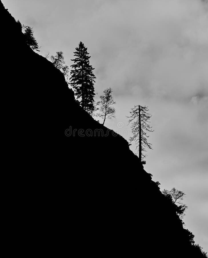 Vertical Grayscale Shot of Pine Trees on the Mountain Stock Image ...