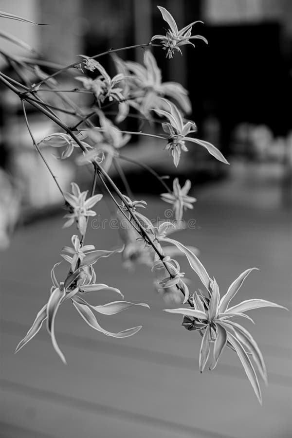Vertical Grayscale Shot of a Plant with the Ink Painting Effect Stock ...