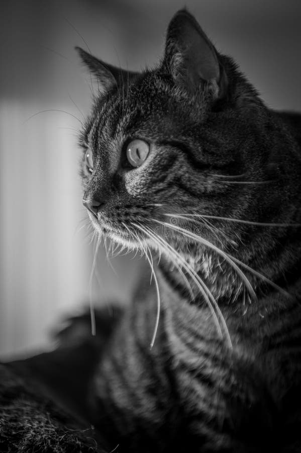 Vertical Grayscale Shot of a Serious Stray Cat Stock Image - Image of ...