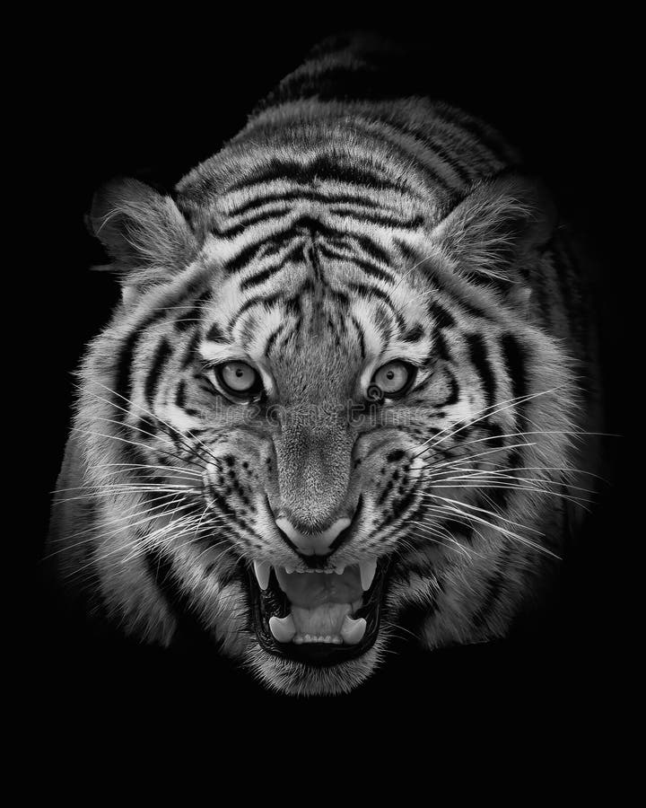 Vertical Grayscale Shot of a Siberian Tiger Looking at the Camera in ...