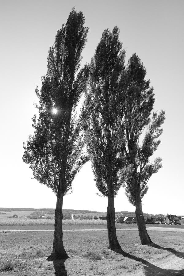 Vertical Grayscale Shot of Three Tall Trees on a Field Stock Image ...