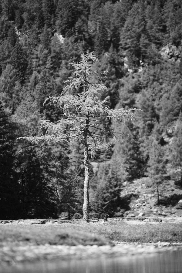 Vertical Grayscale Shot of a Tree Growing in Front of a Dense Forest ...