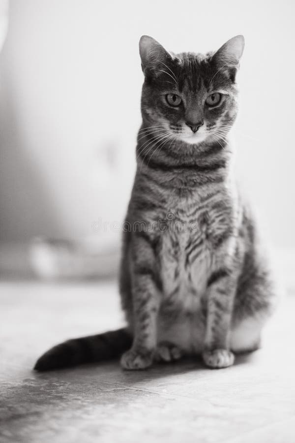 Vertical Grayscale of a Sitting Tabby Cat Stock Photo - Image of light ...