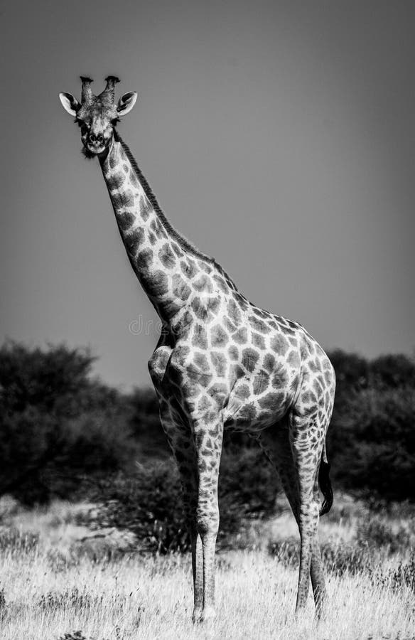 Vertical Grayscale of a Tall Giraffe in Safari with Trees and the Sky ...