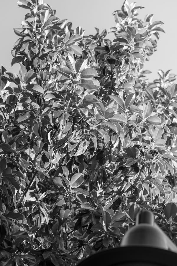 Vertical Grayscale of the Tree Leaves Stock Image - Image of forest ...