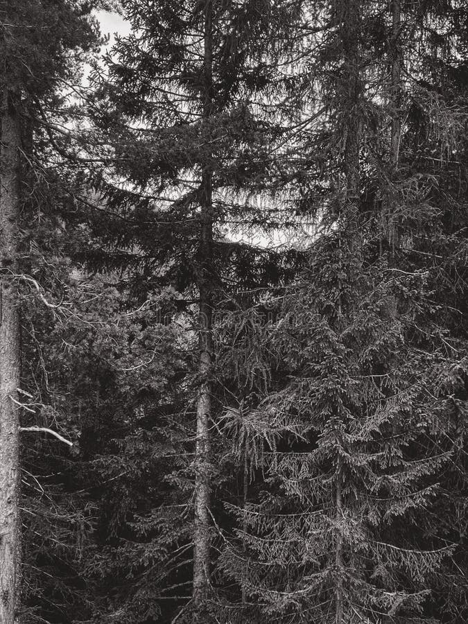 Vertical Grayscale of Trees in the Mysterious Forest Stock Photo ...