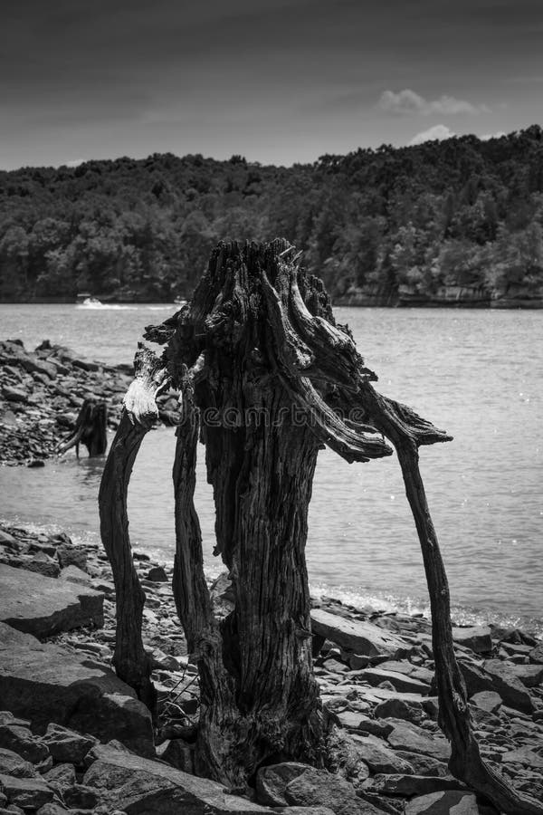 Vertical Grayscale View of an Interesting Tree Stump at the Shore of ...