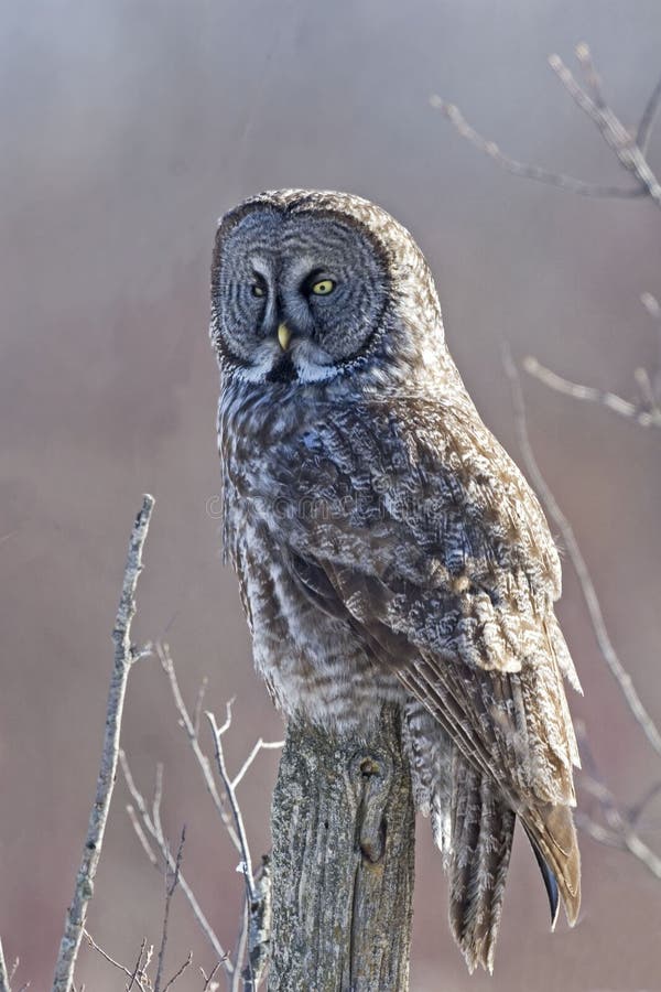 Vertical of Great Gray Owl, Strix Nebulosa Stock Photo - Image of ...