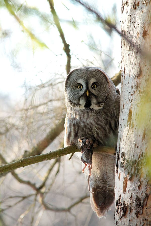 Vertical of a Great Grey Owl Perched on a Tree Branch. Stock Photo ...