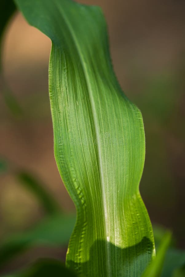 Vertical Green Corn Leaf Closeup Stock Photo - Image of corn, grow ...