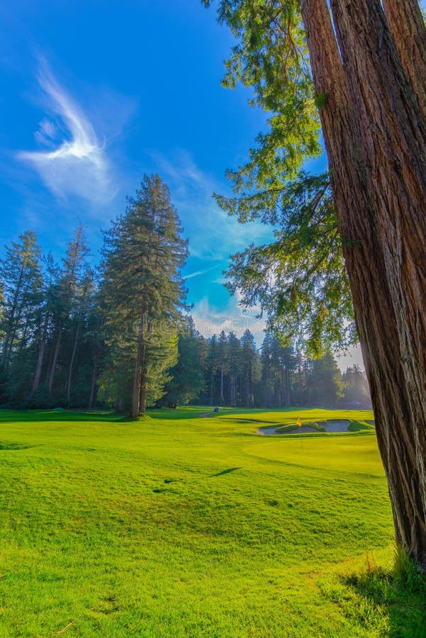 Vertical of a Green Field Surrounded by Tall Trees. Stock Photo - Image ...