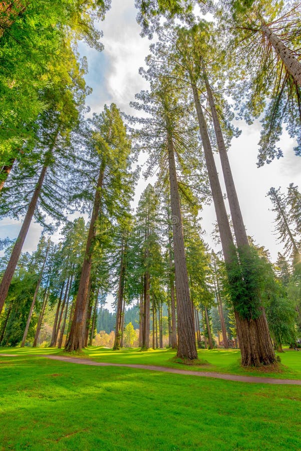 Vertical of a Green Field Surrounded by Tall Trees. Stock Photo - Image ...