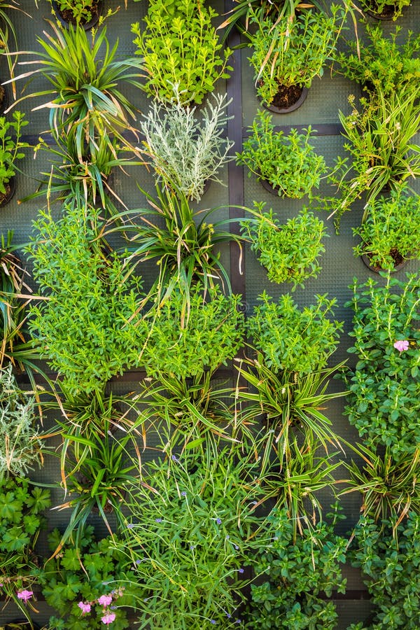 Vertical Green Garden Decoration on the Wall. Vertical Gardening Stock Image - Image of green ...