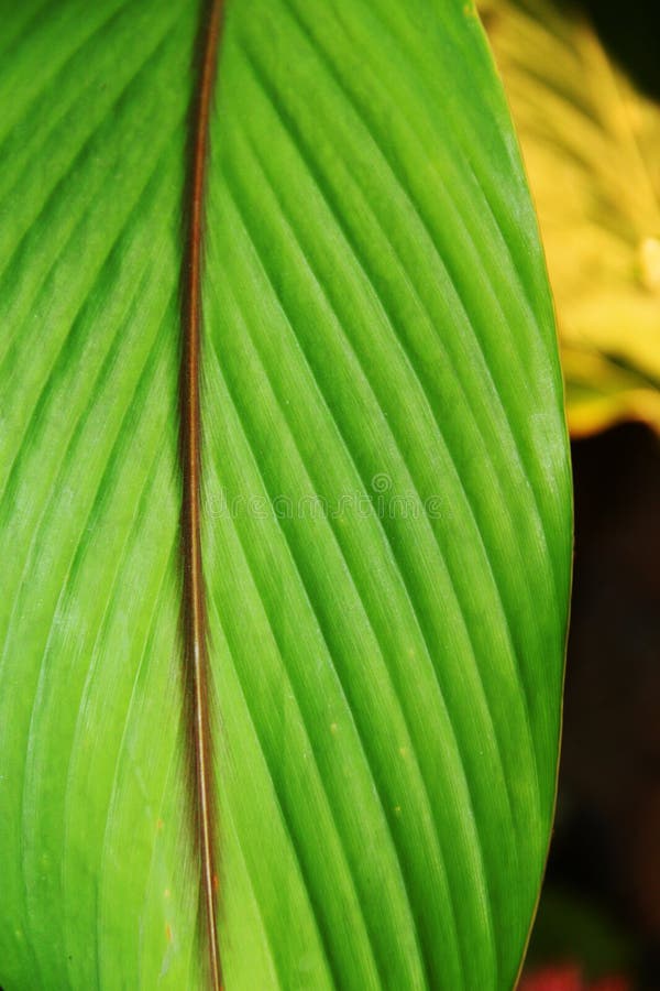 Vertical green leaf edge stock photo. Image of macro, plant - 2937032