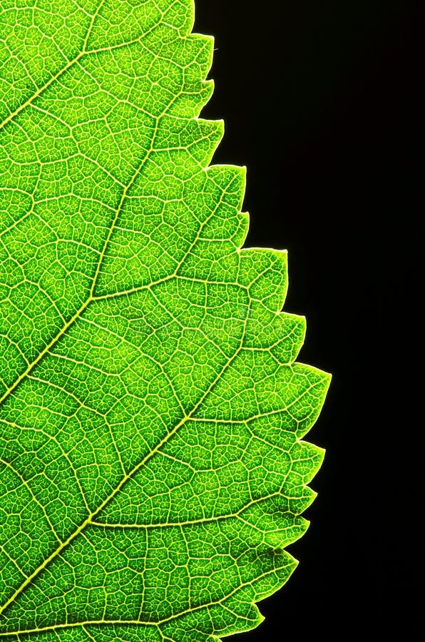 Vertical green leaf edge stock photo. Image of macro, plant - 2937032
