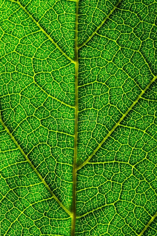 Vertical Green Leaf Texture Stock Image - Image of fibre, surface: 2936843