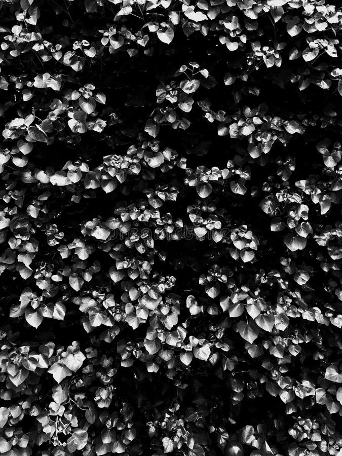 Vertical Grey Scale Shot of a Beautiful Bush Full of Leaves Stock Image ...