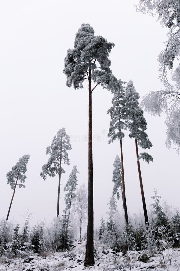 Vertical Grey Scale Shot of Beautiful Tall Trees Covered in Snow ...