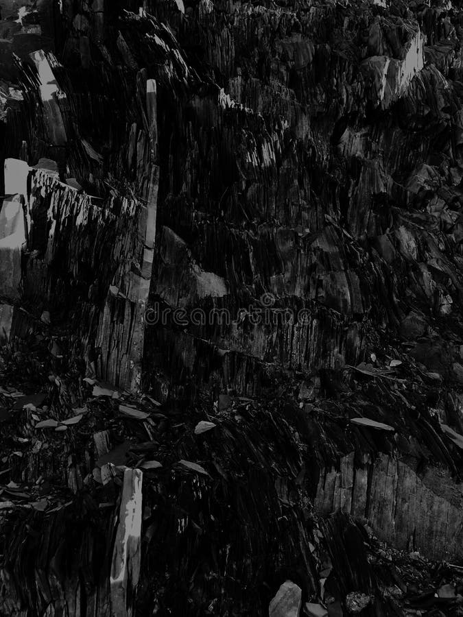 Vertical Grey Scale Shot of Trees on a Grass Covered Field Under the ...
