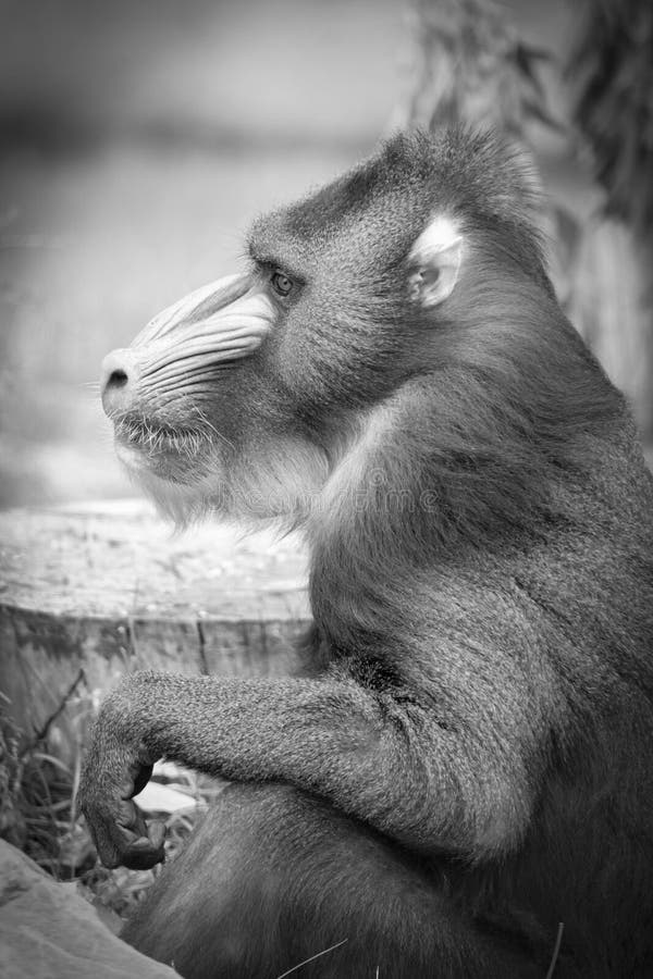 Vertical Greyscale Closeup Shot of a Mandrill Monkey in the Middle of a ...
